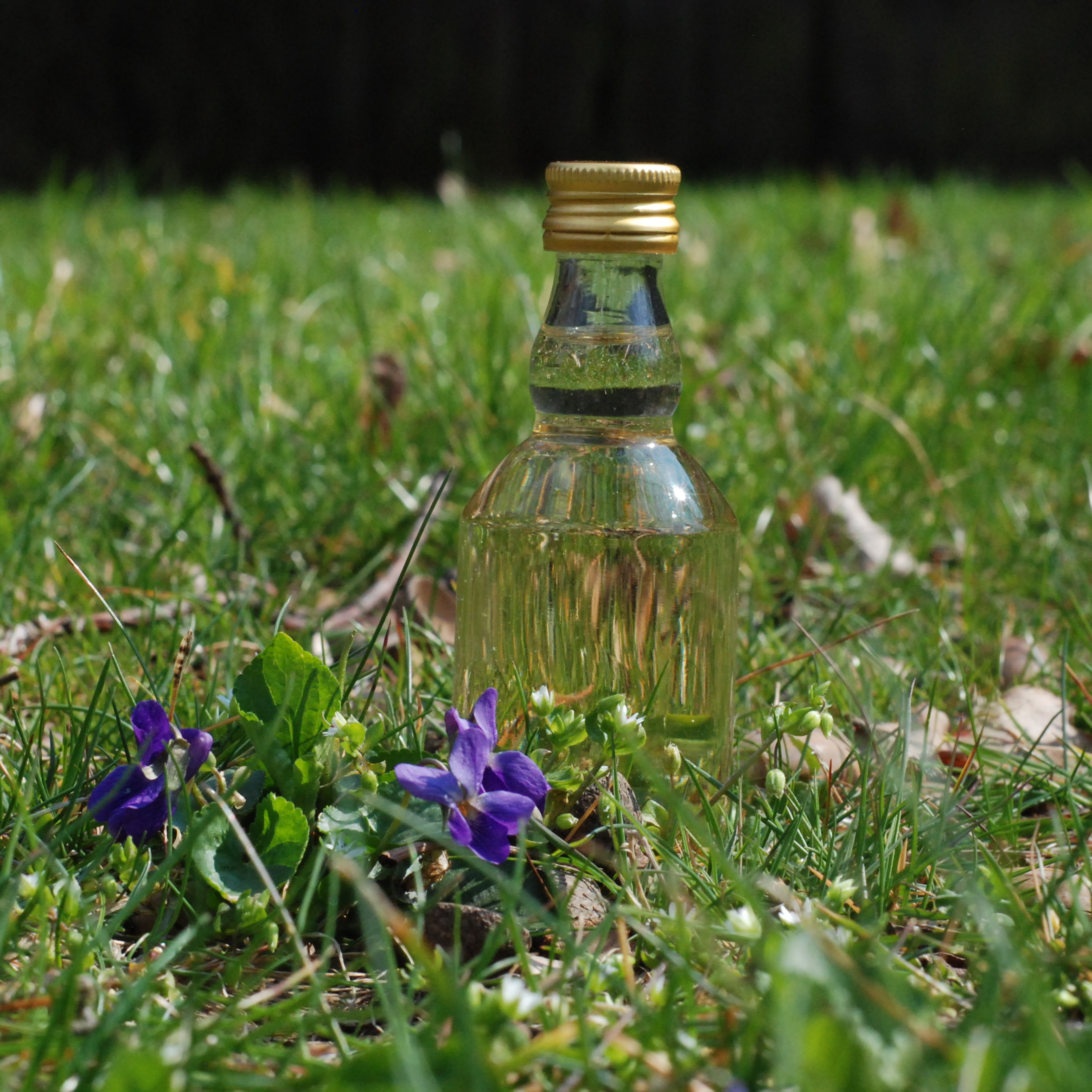 Wiosenna magia – przetwory z fiołka wonnego - wolni od nudy